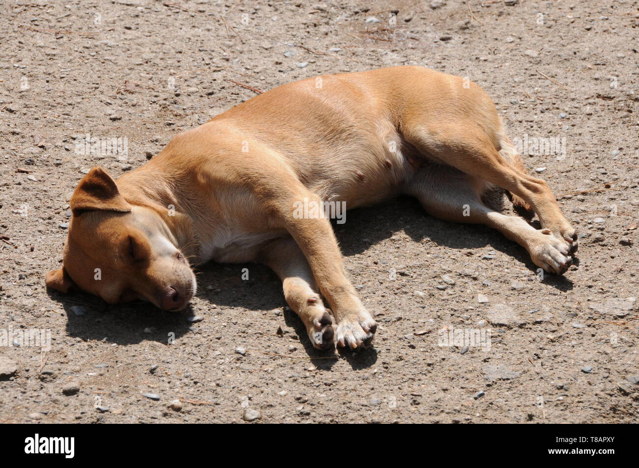Comatose dog on a hot day in Crete Stock Photo - Alamy