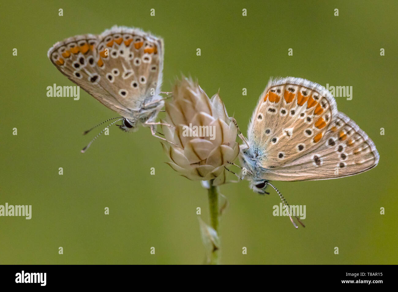 Mating common blue butterflies hi-res stock photography and images - Alamy