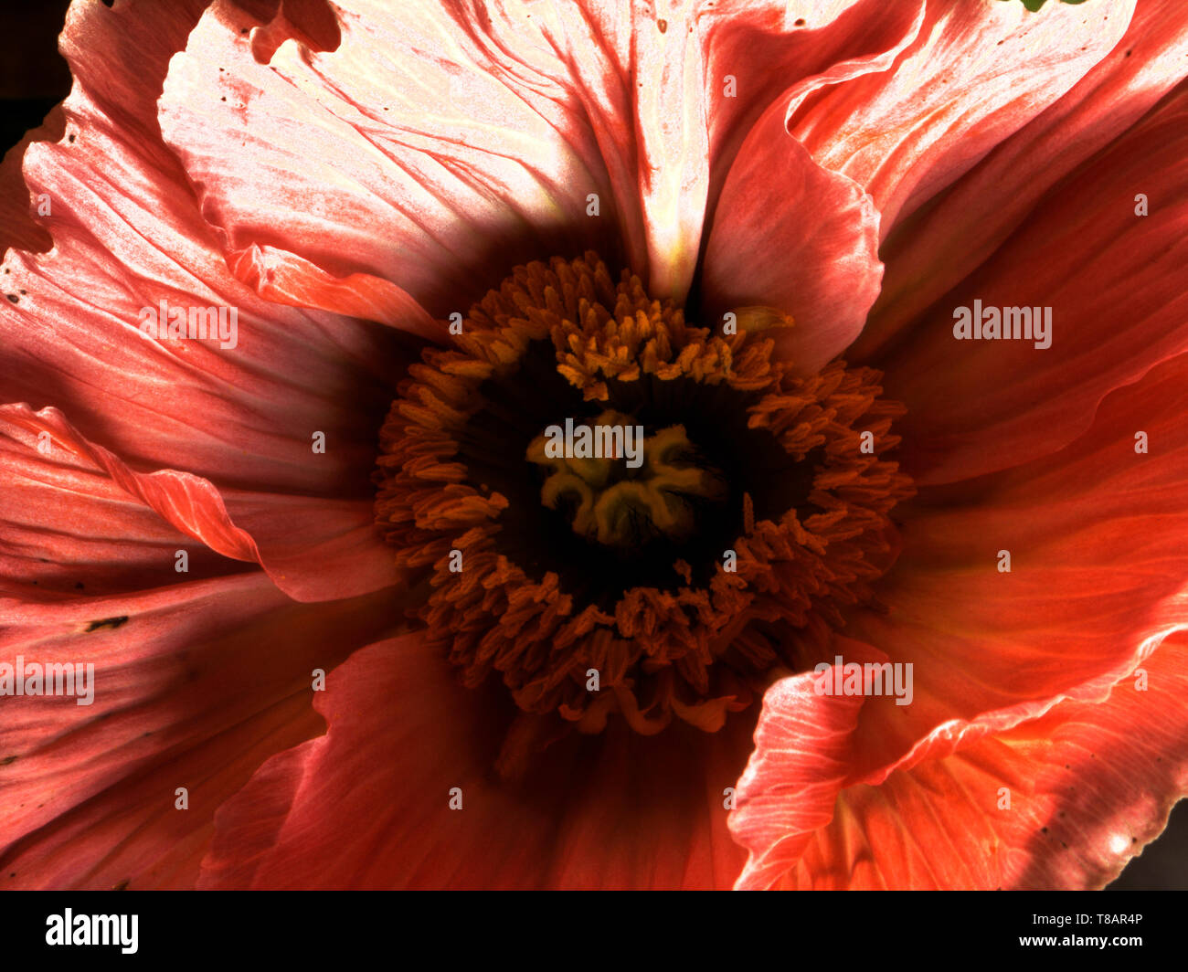 Hdr flower hi-res stock photography and images - Alamy