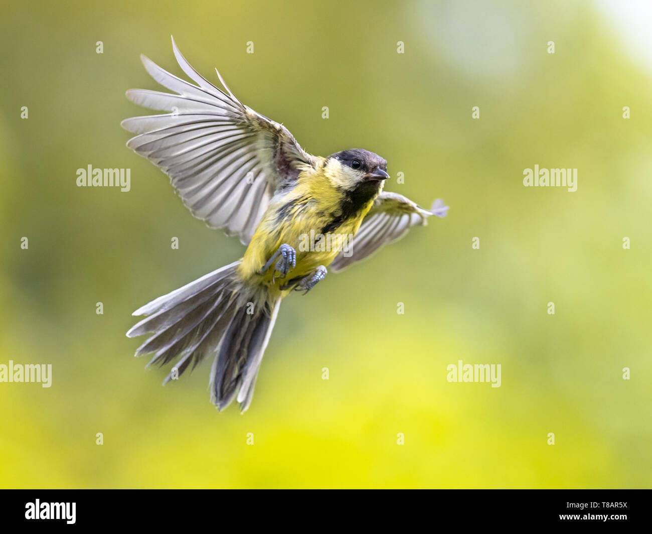 Bird in Flight. Great tit (Parus major) just before landing with ...