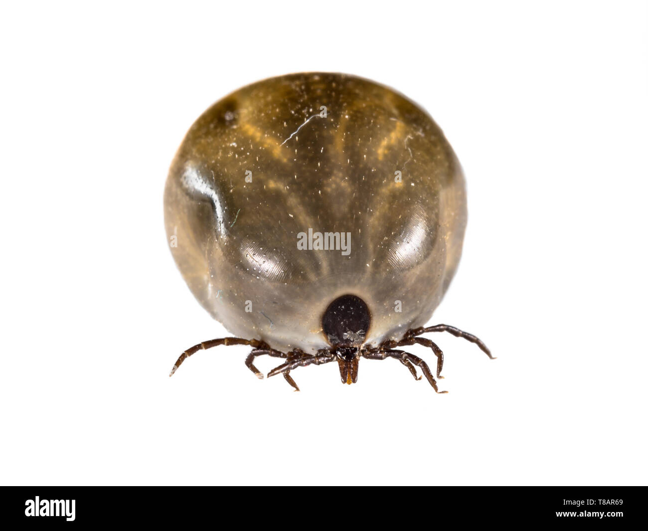 Castor Bean Tick (Ixodes ricinus) sucked full of blood and ready to ...