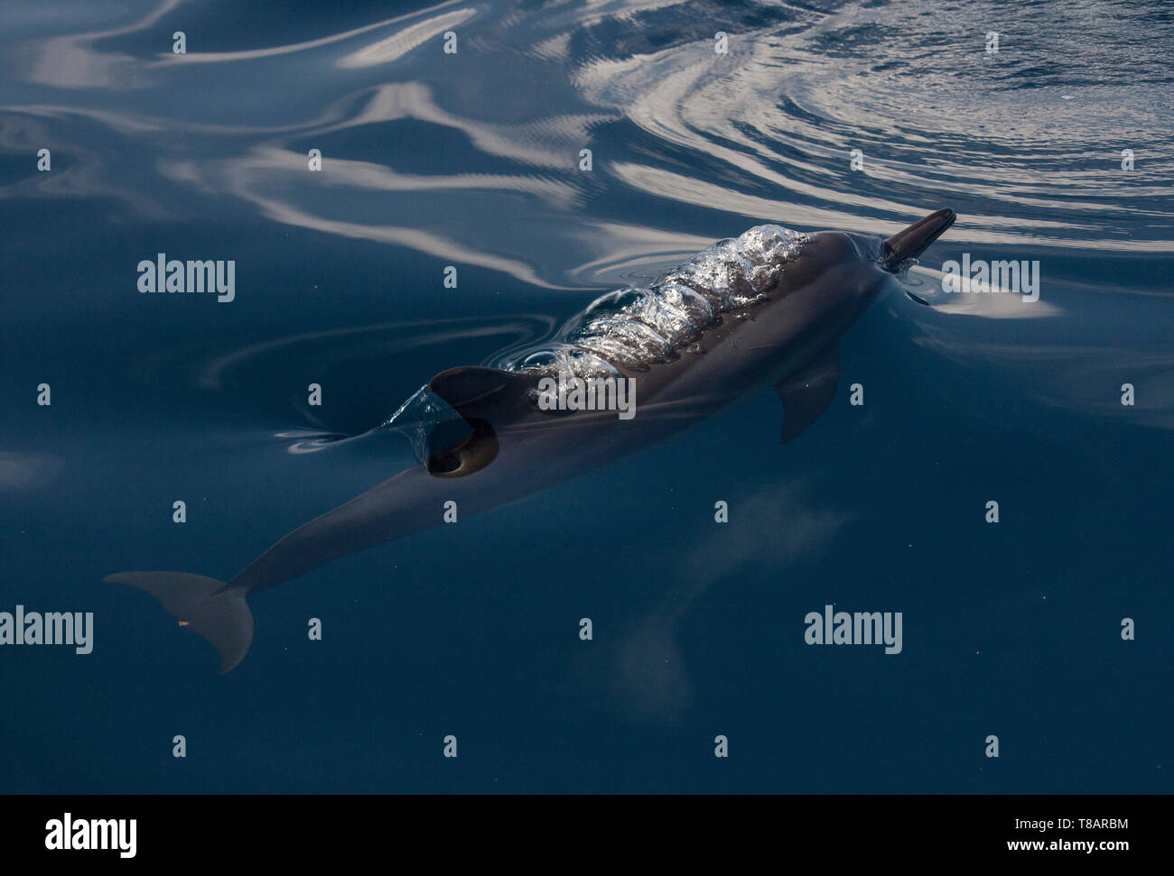 Dolphin bow riding hi-res stock photography and images - Alamy