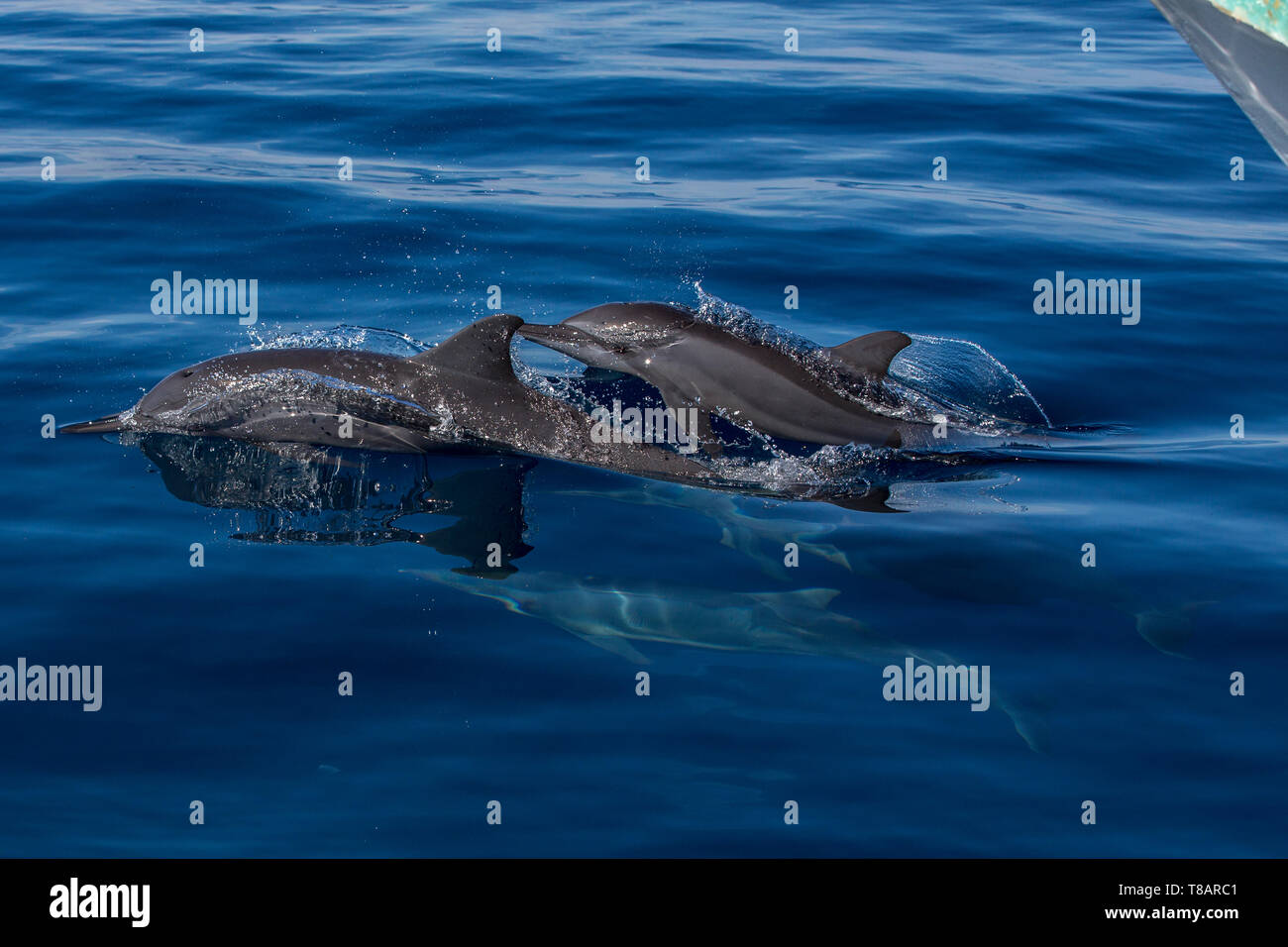 Spinner dolphins (Stenella longirostris) bow-riding with a banca boat ...