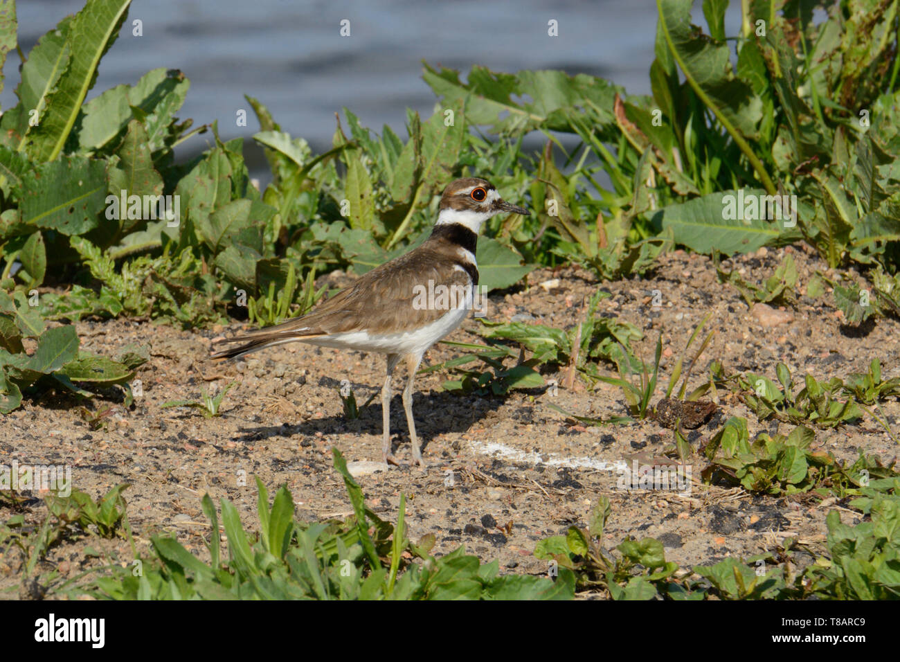 Killdeer bird hi-res stock photography and images - Alamy