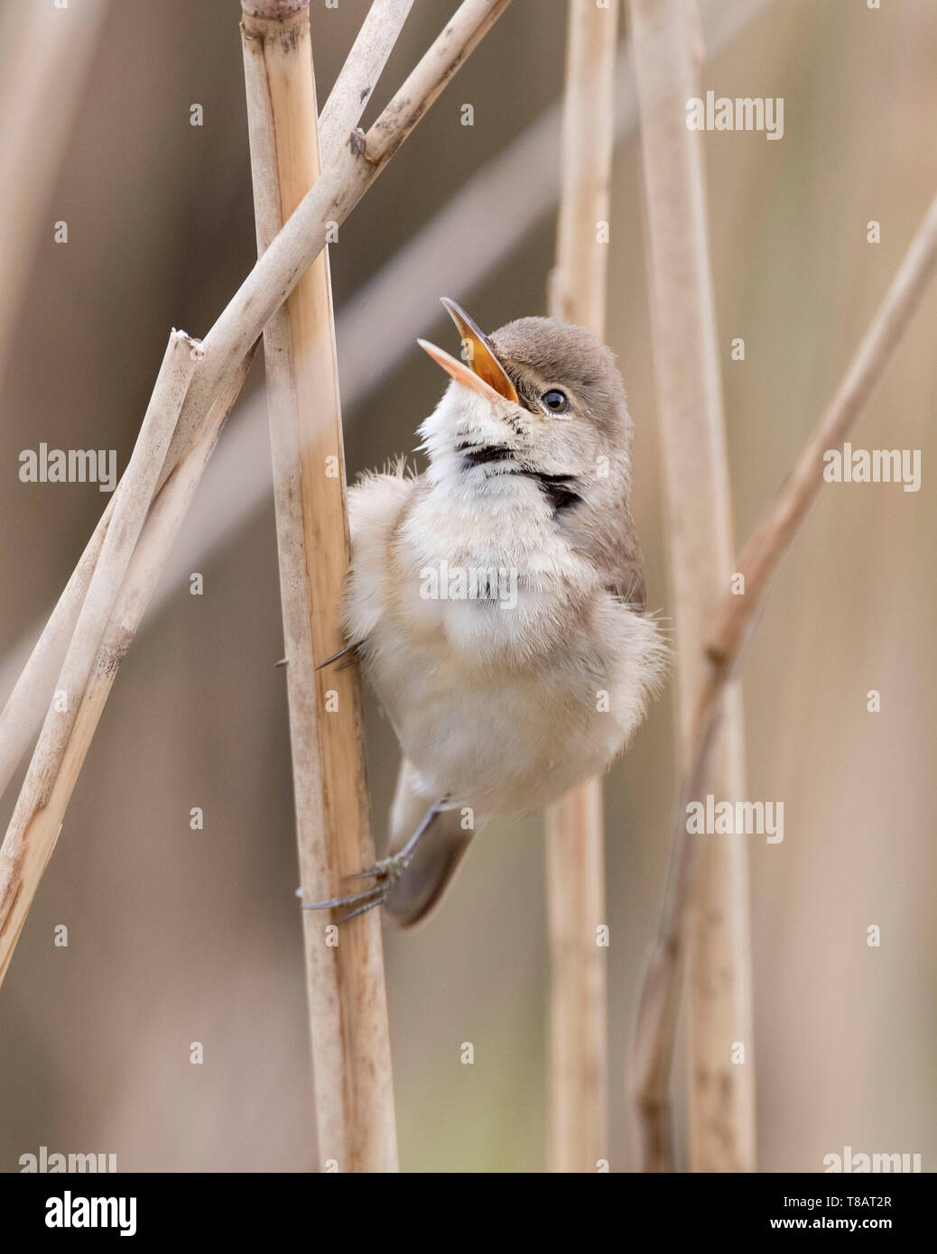 European warblers hi-res stock photography and images - Alamy
