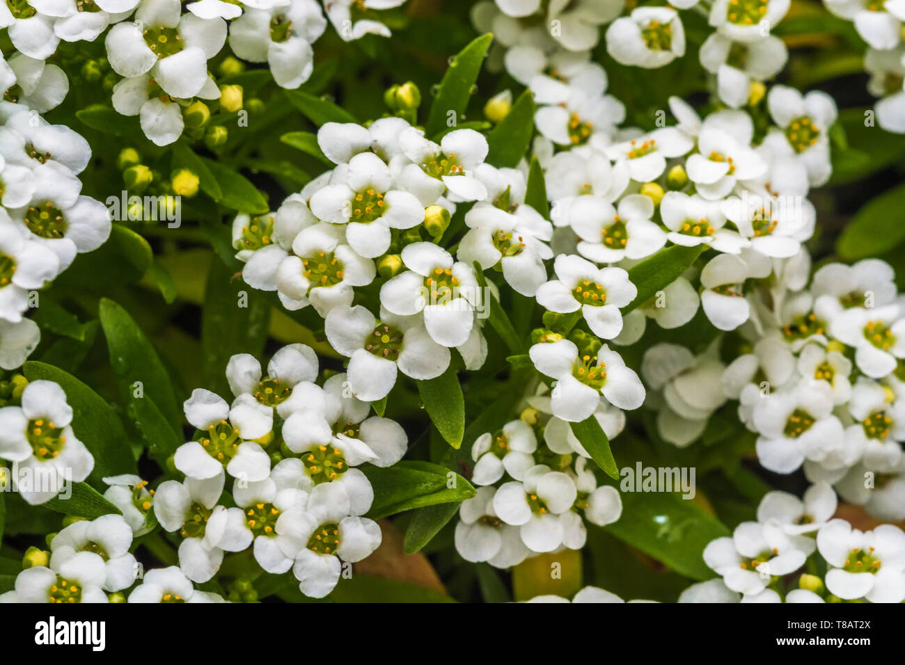 Early spring garden flowers with vibrant colors and showing details of ...