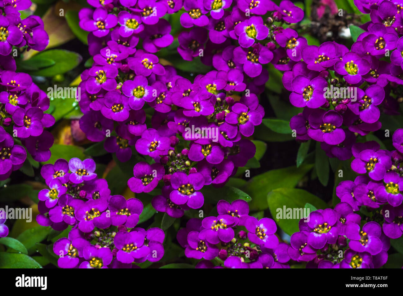 Early spring garden flowers with vibrant colors and showing details of ...