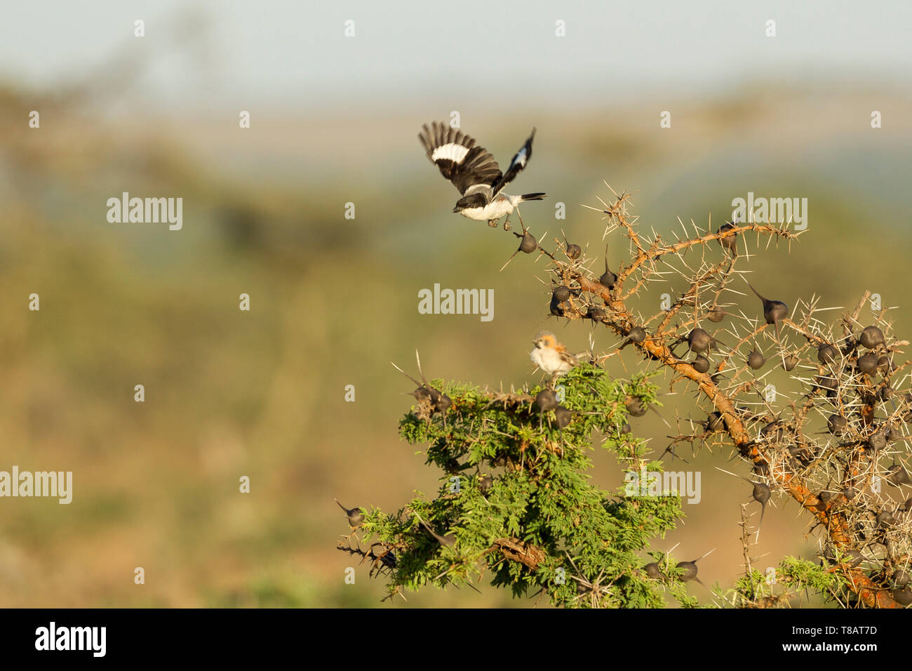 A male Common fiscal shrike flying and displaying above a female in the ...