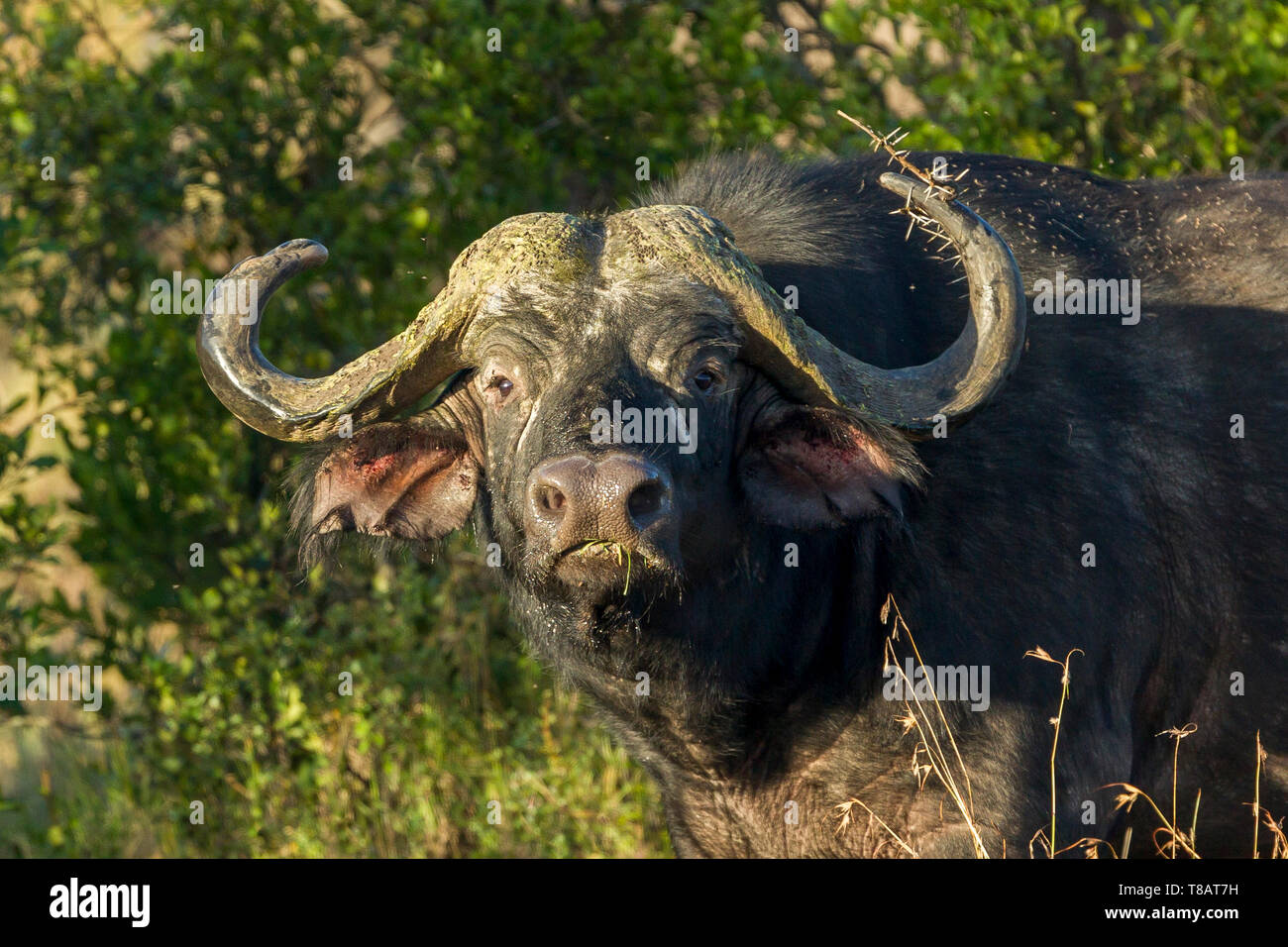 Cape buffalo bull hi-res stock photography and images - Alamy