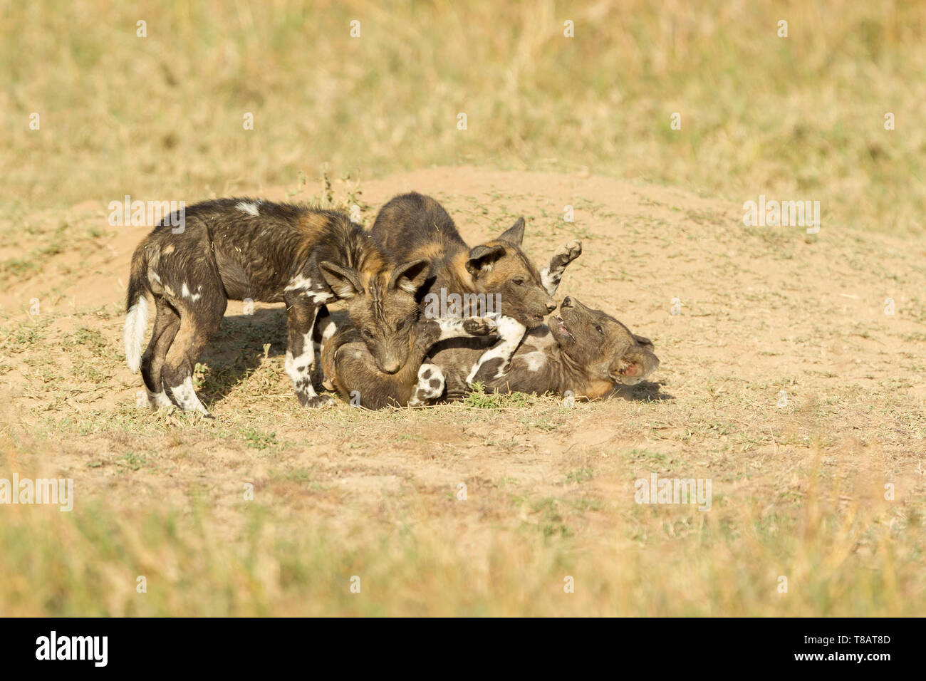 African wild dog attacking hi-res stock photography and images - Alamy