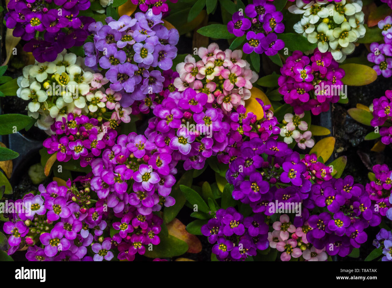 Early spring garden flowers with vibrant colors and showing details of ...