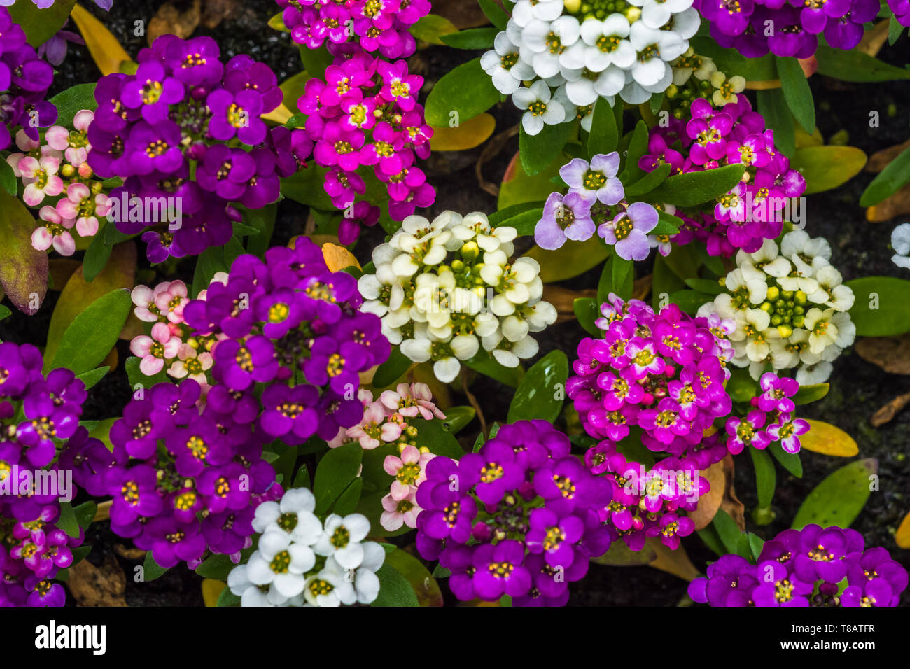 Early spring garden flowers with vibrant colors and showing details of ...