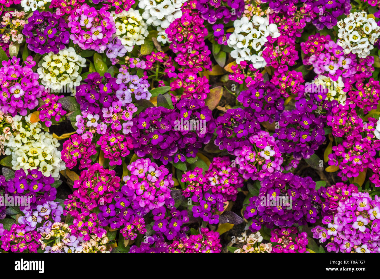 Early spring garden flowers with vibrant colors and showing details of ...