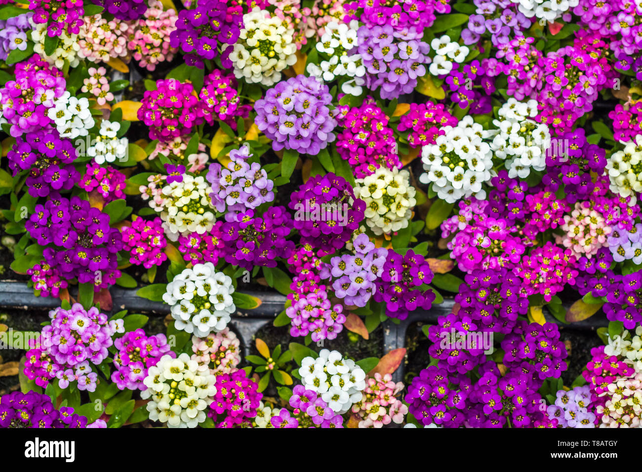 Early spring garden flowers with vibrant colors and showing details of ...