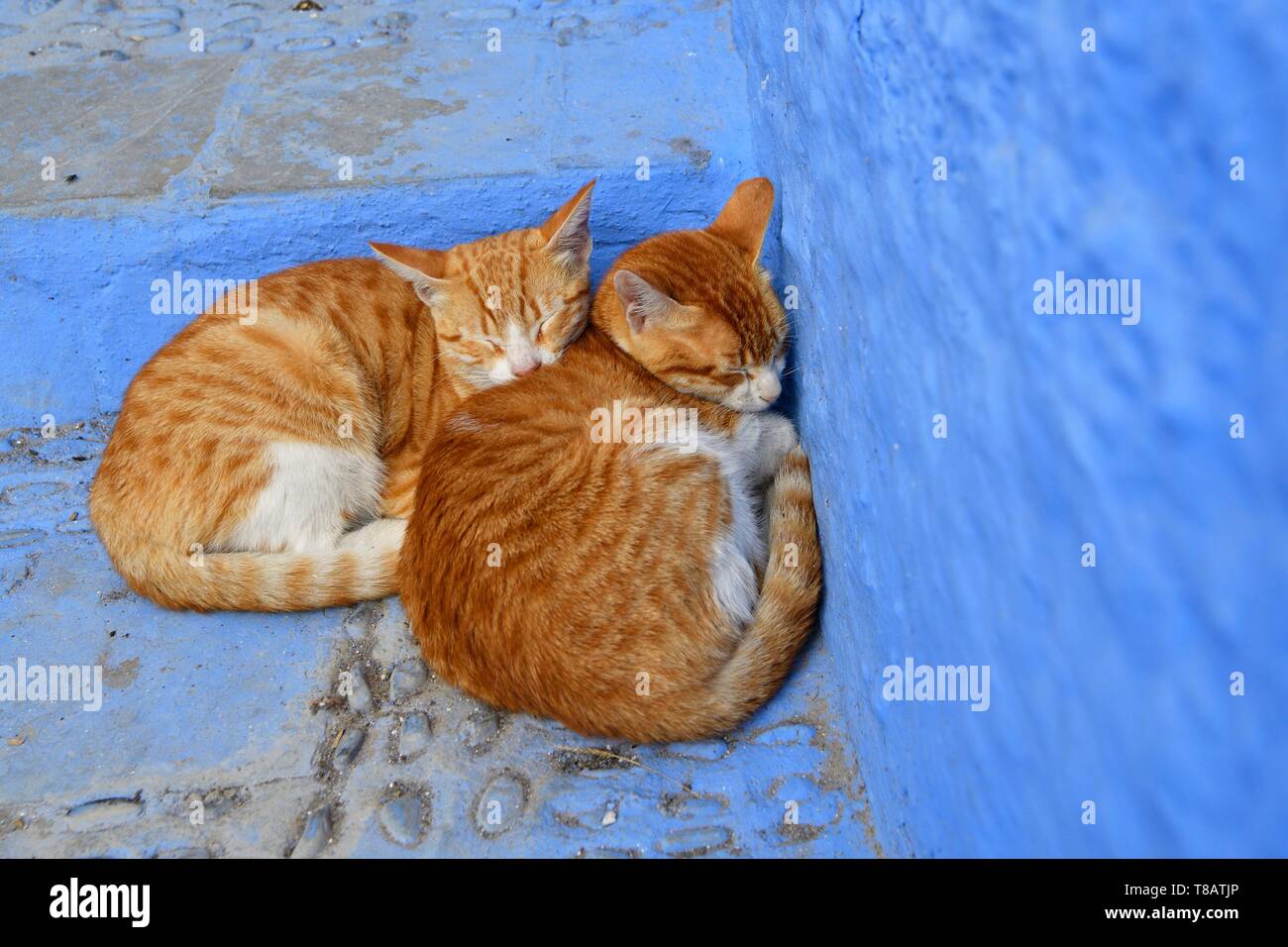 Morocco, Rif area, Chefchaouen (Chaouen) town, the blue city Stock ...