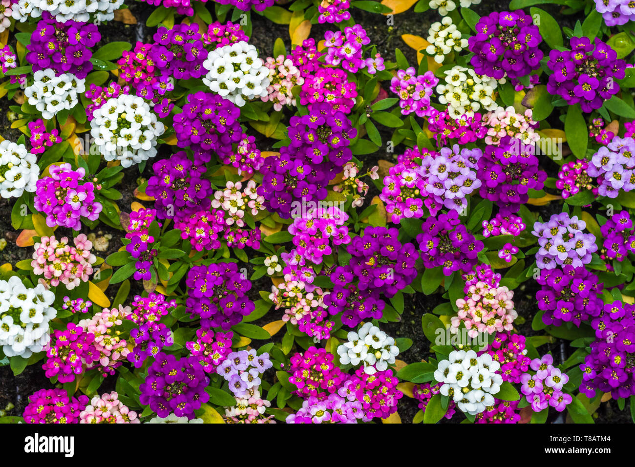 Early spring garden flowers with vibrant colors and showing details of ...