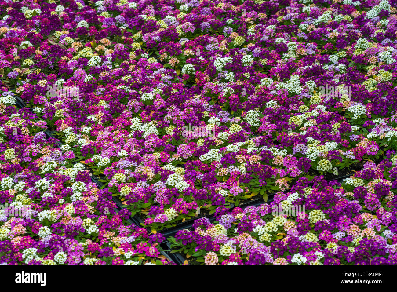 Early spring garden flowers with vibrant colors and showing details of ...