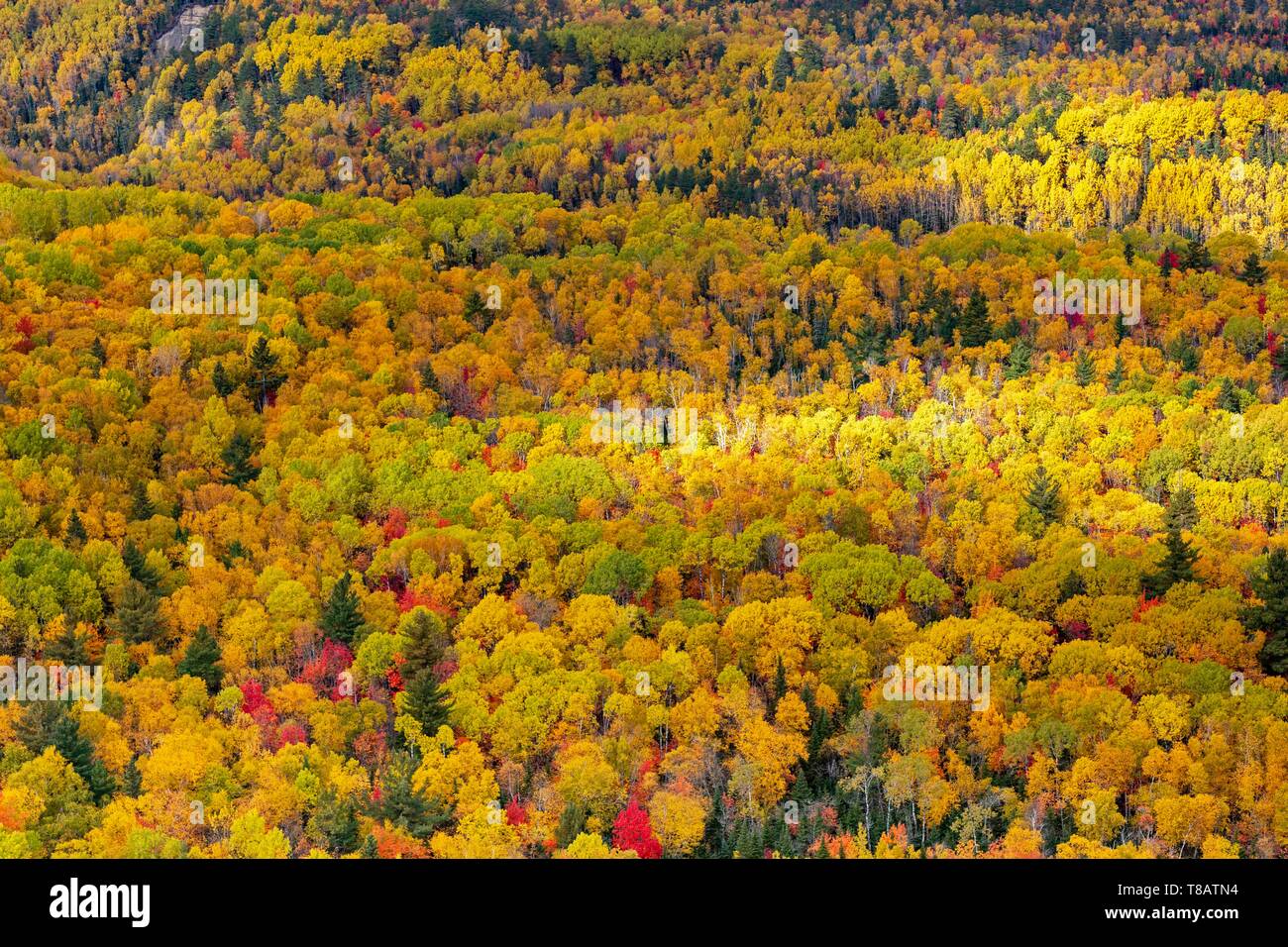 Canada, province of Quebec, Charlevoix region, the boreal forest in the ...