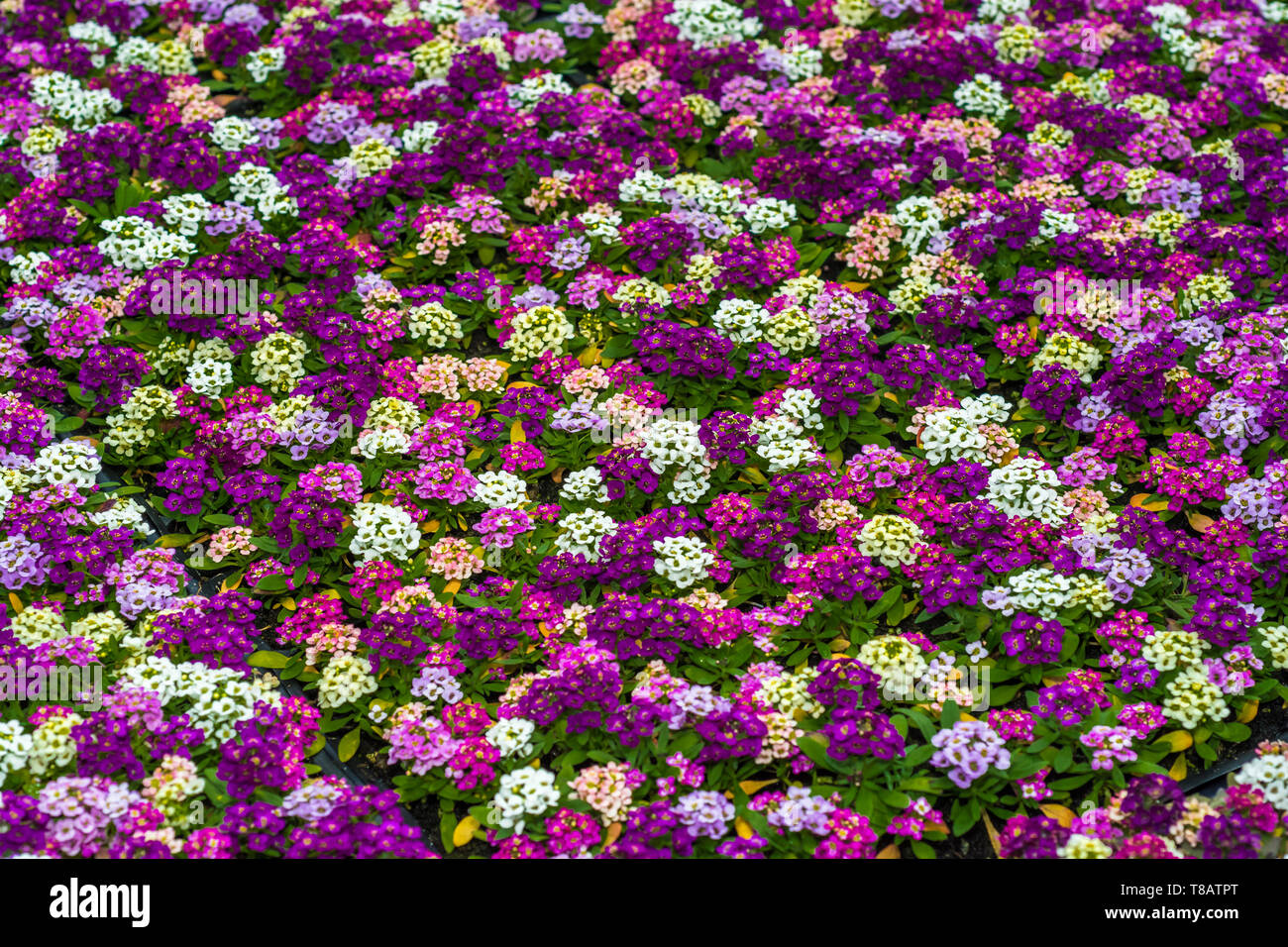 Early spring garden flowers with vibrant colors and showing details of ...