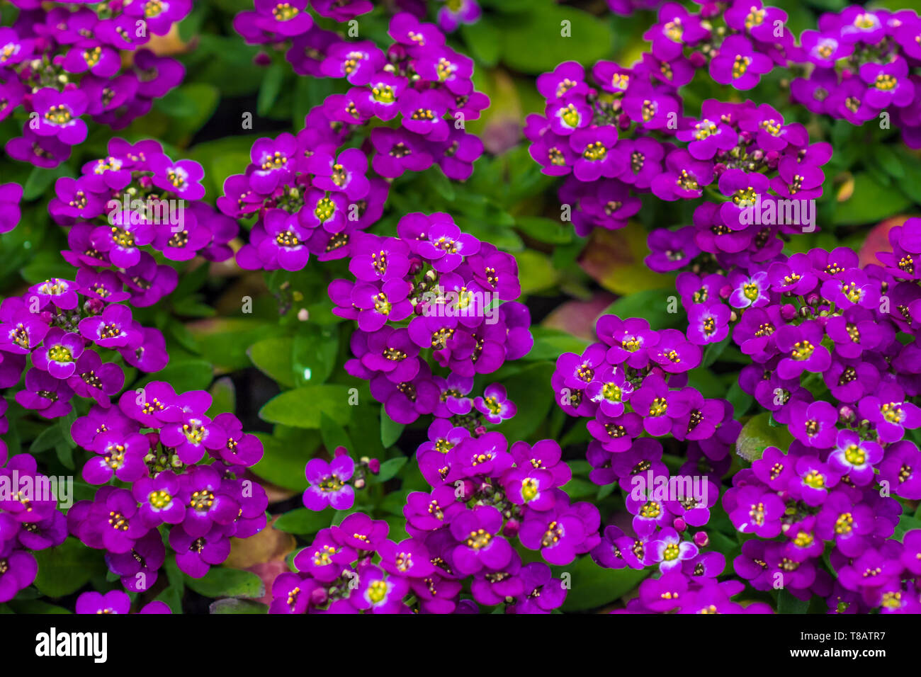 Early spring garden flowers with vibrant colors and showing details of ...