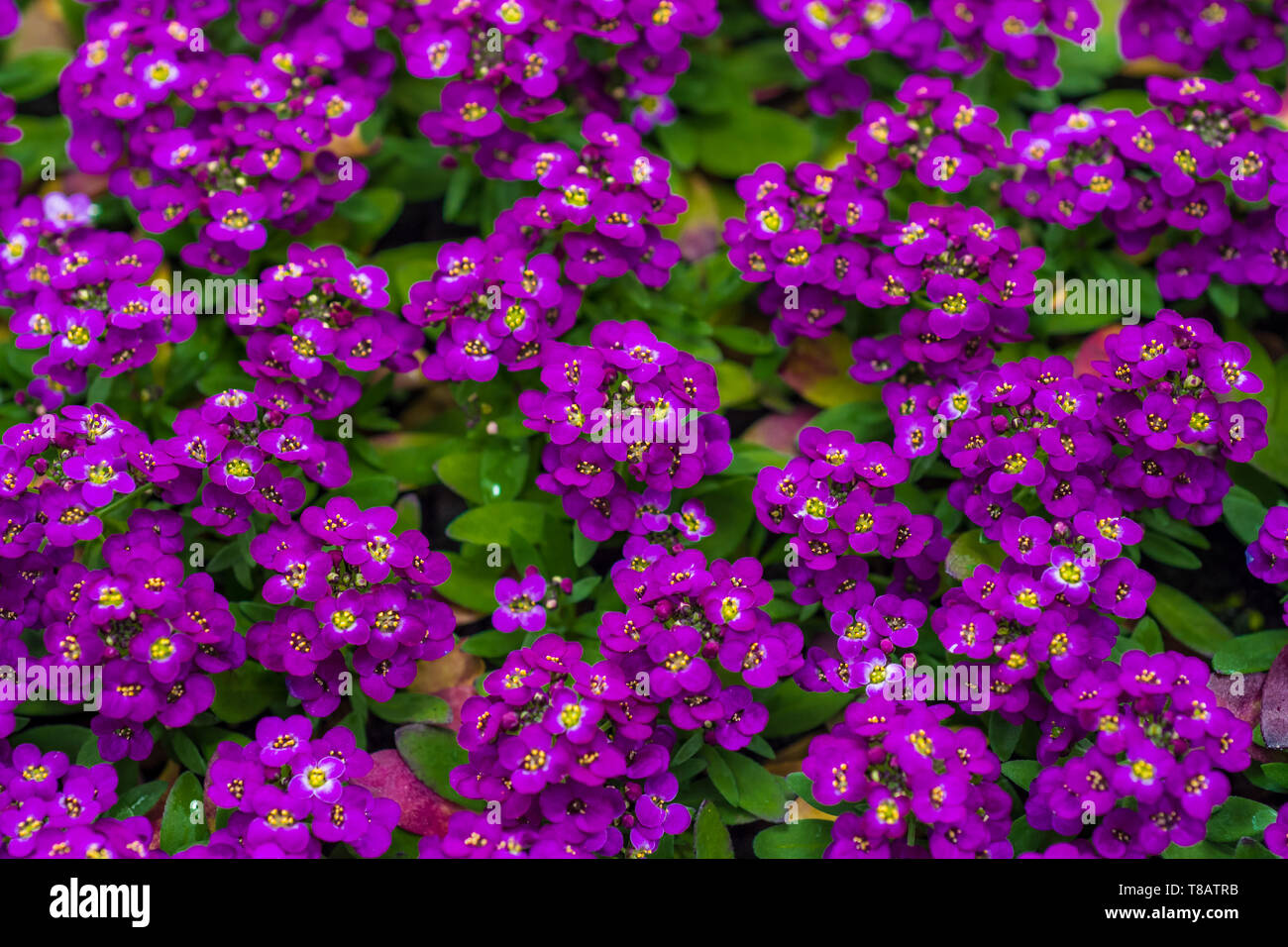 Early spring garden flowers with vibrant colors and showing details of ...
