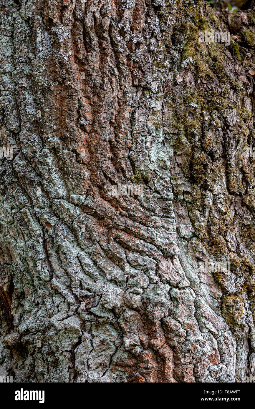 Swamp white oak hi-res stock photography and images - Alamy