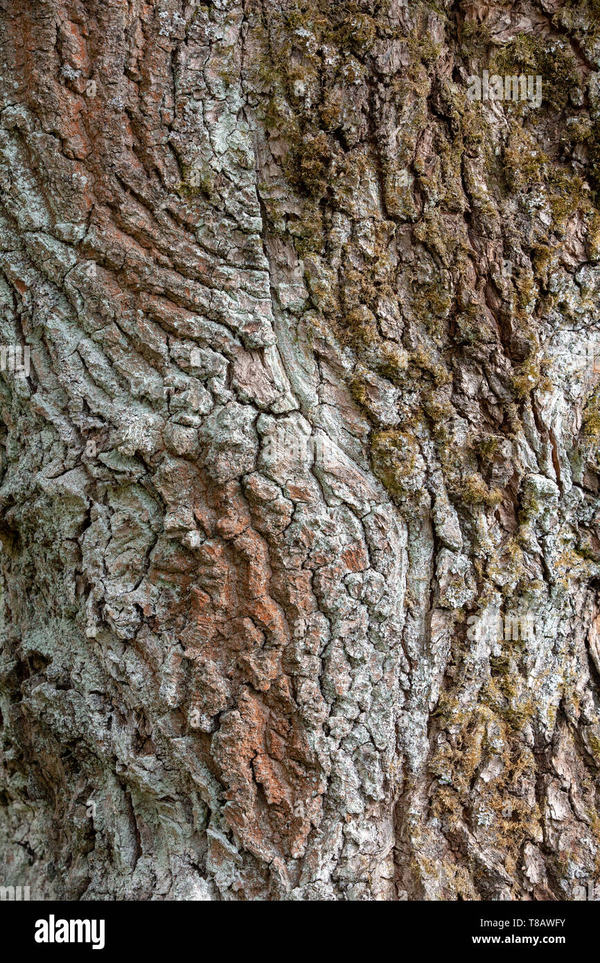 Swamp white oak hi-res stock photography and images - Alamy