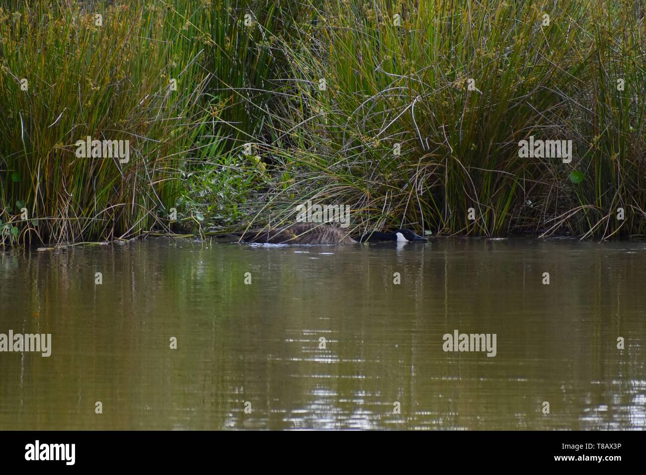 Patrol wild hi-res stock photography and images - Alamy