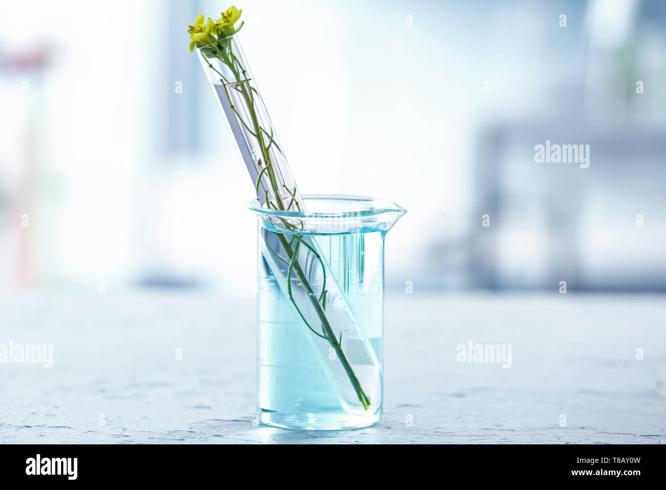 Beaker with flower in test tube on table in laboratory Stock Photo - Alamy
