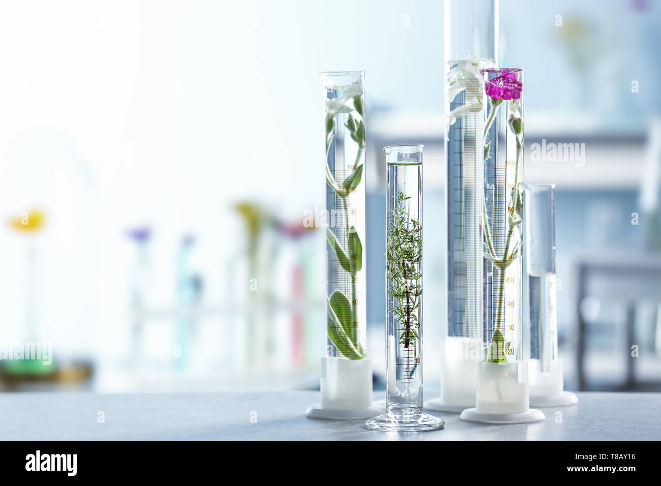Flowers plants in test tubes hi-res stock photography and images - Alamy