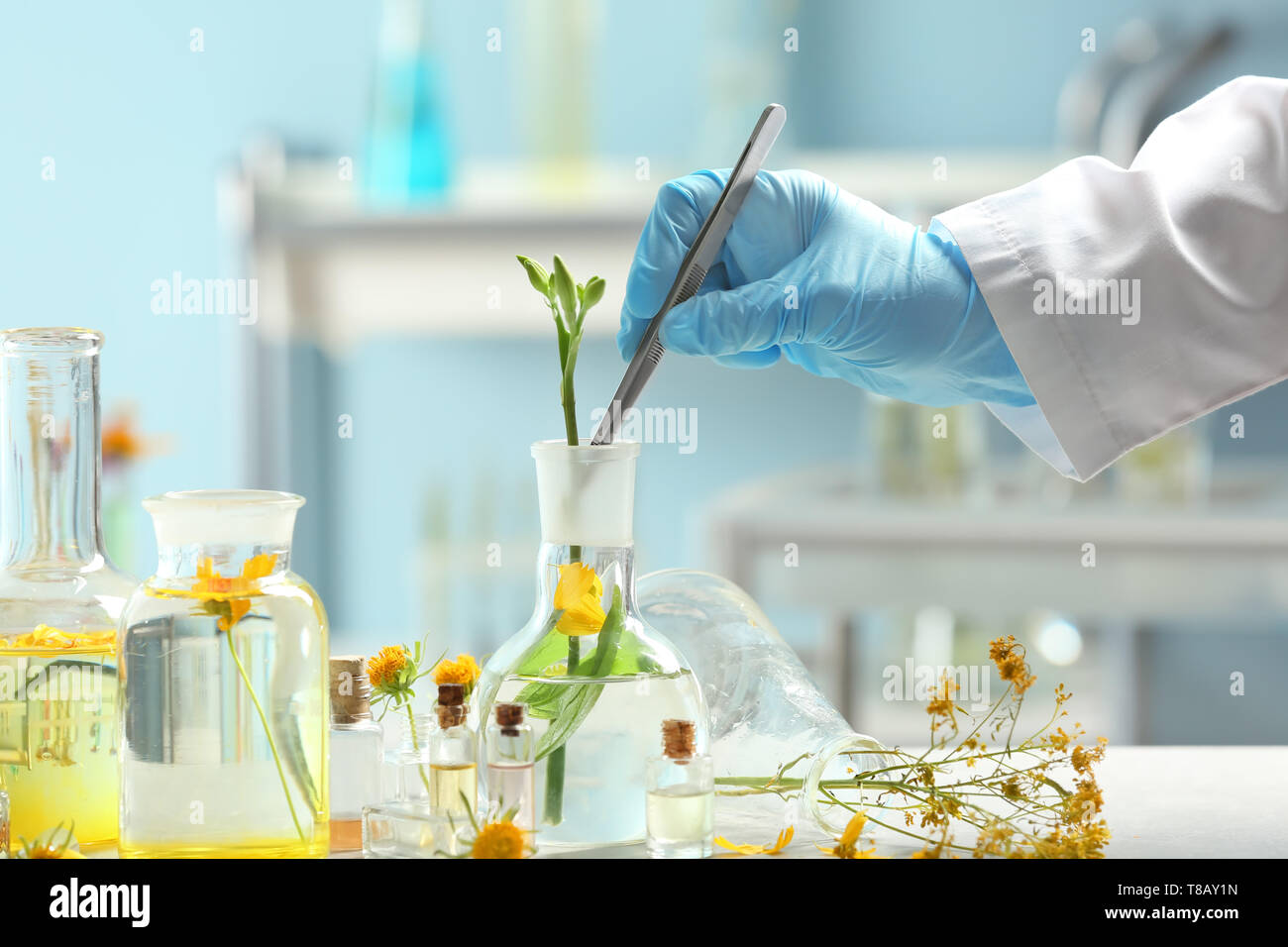 Scientist working with plants in laboratory Stock Photo - Alamy