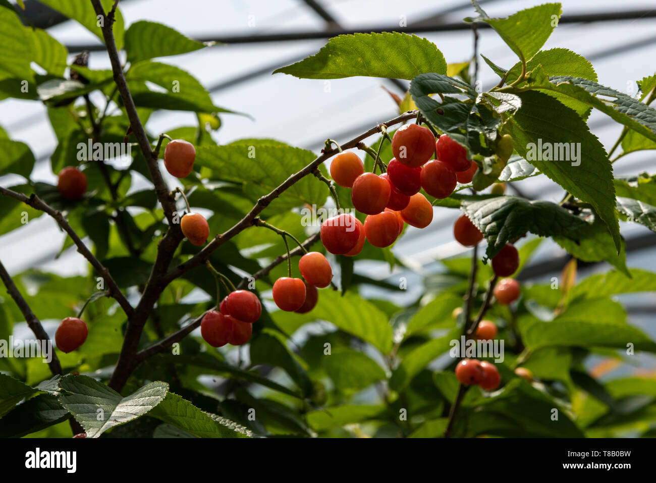 Little cherries hi-res stock photography and images - Alamy