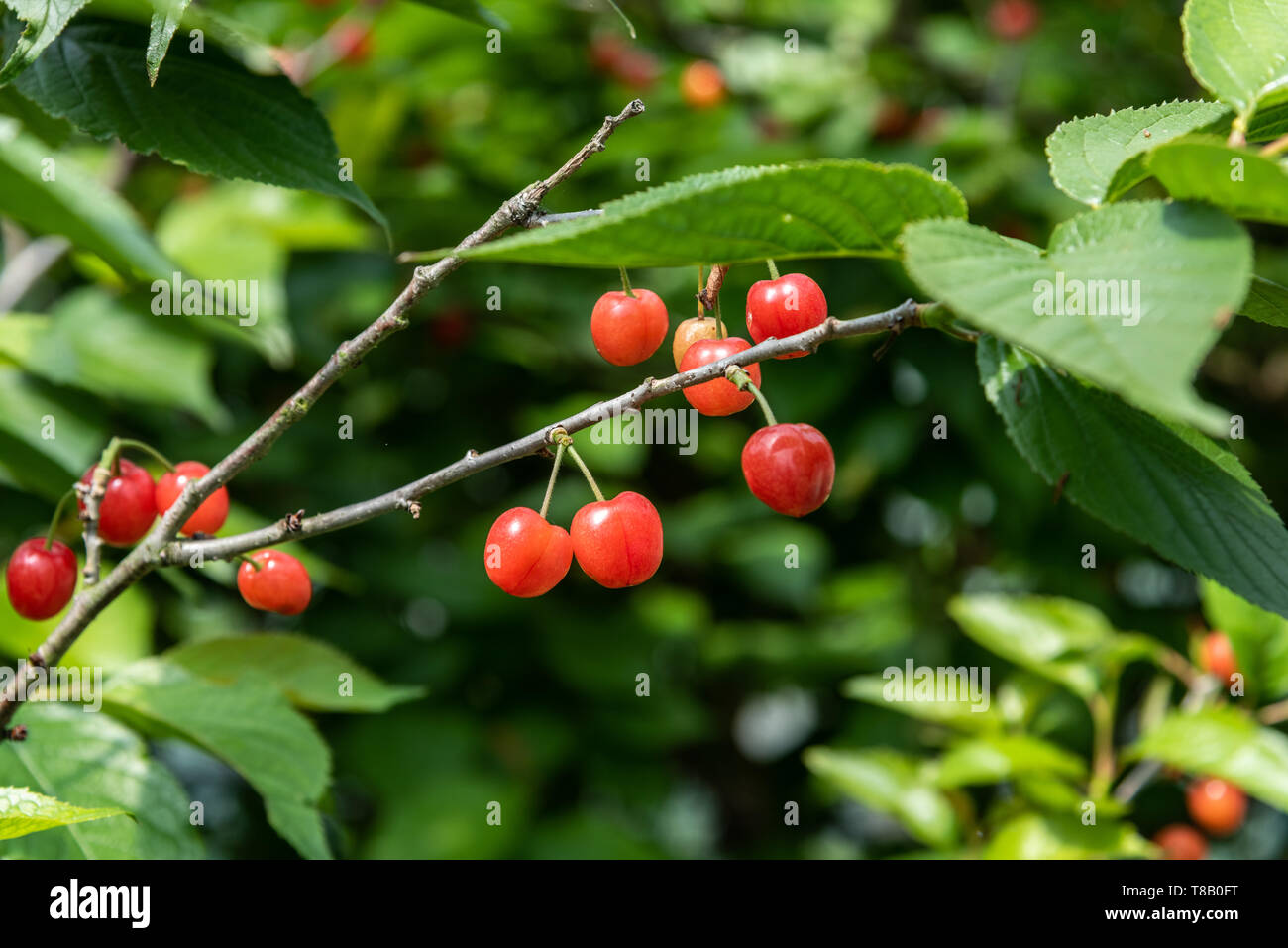 Cherries of the tree hi-res stock photography and images - Alamy