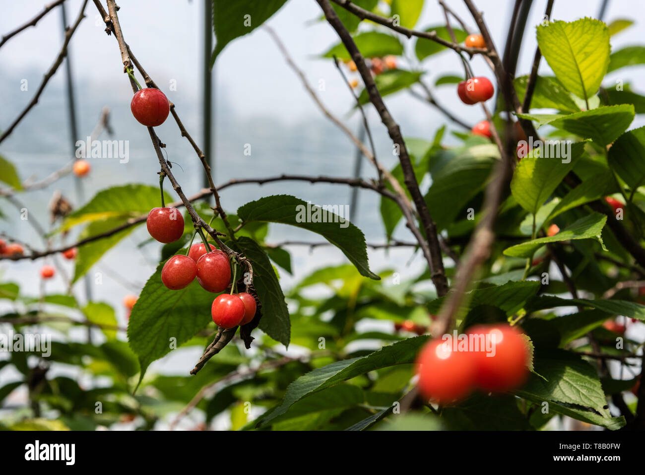 Little cherries hi-res stock photography and images - Alamy