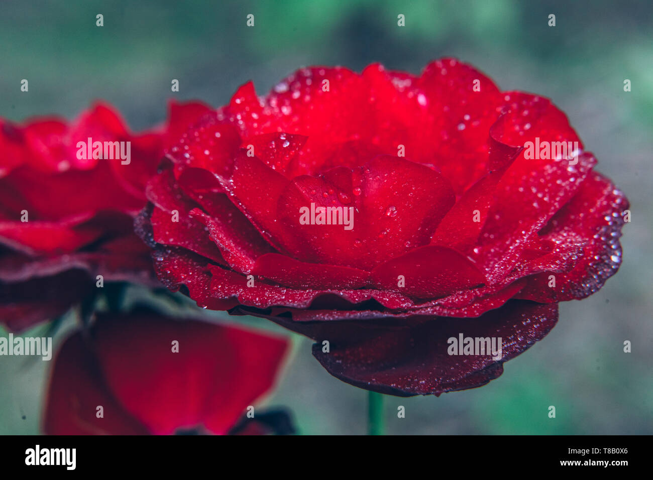 Beautiful red rose flowers with drops after rain in summer time ...