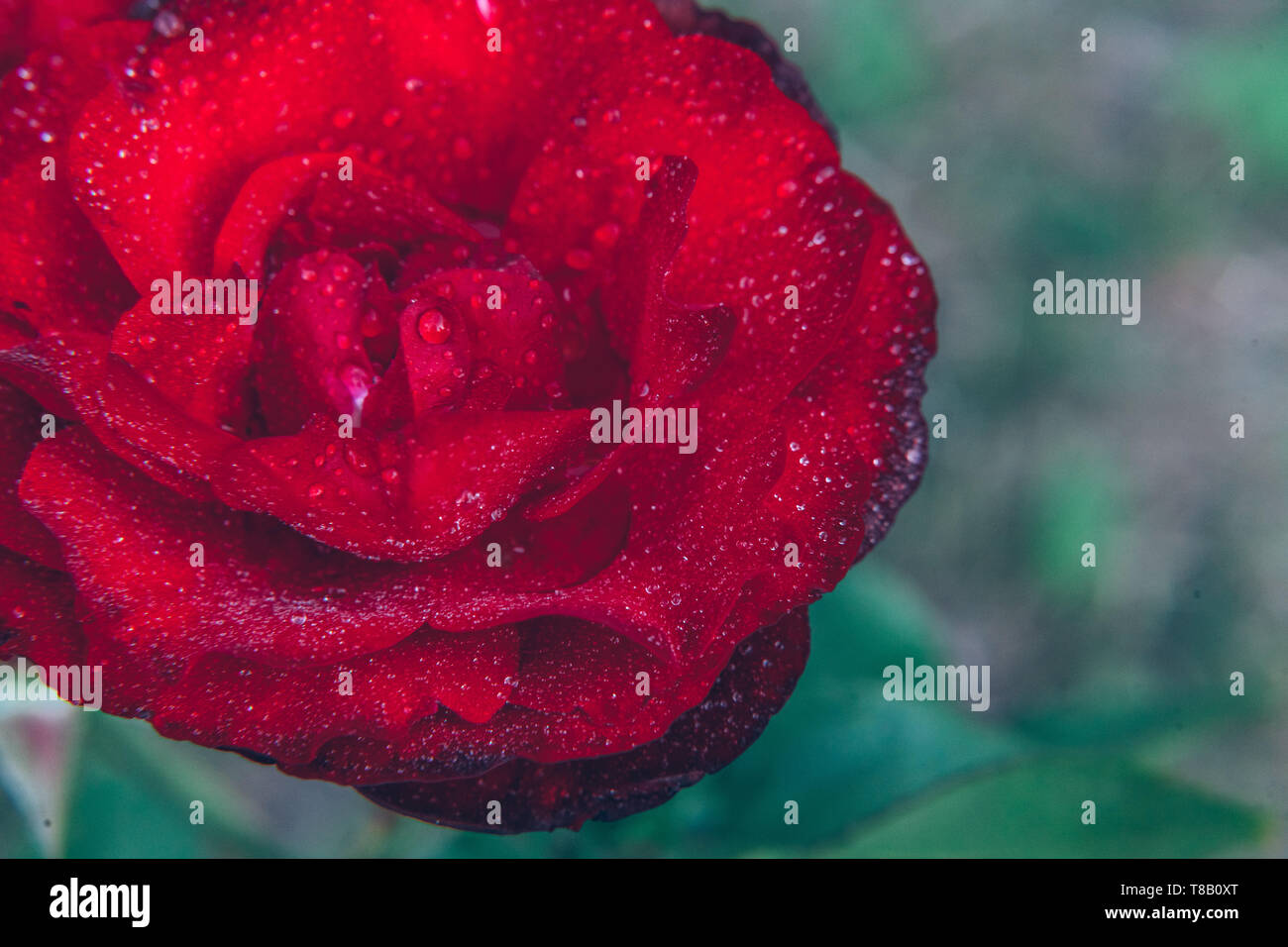 Beautiful red rose flowers with drops after rain in summer time ...