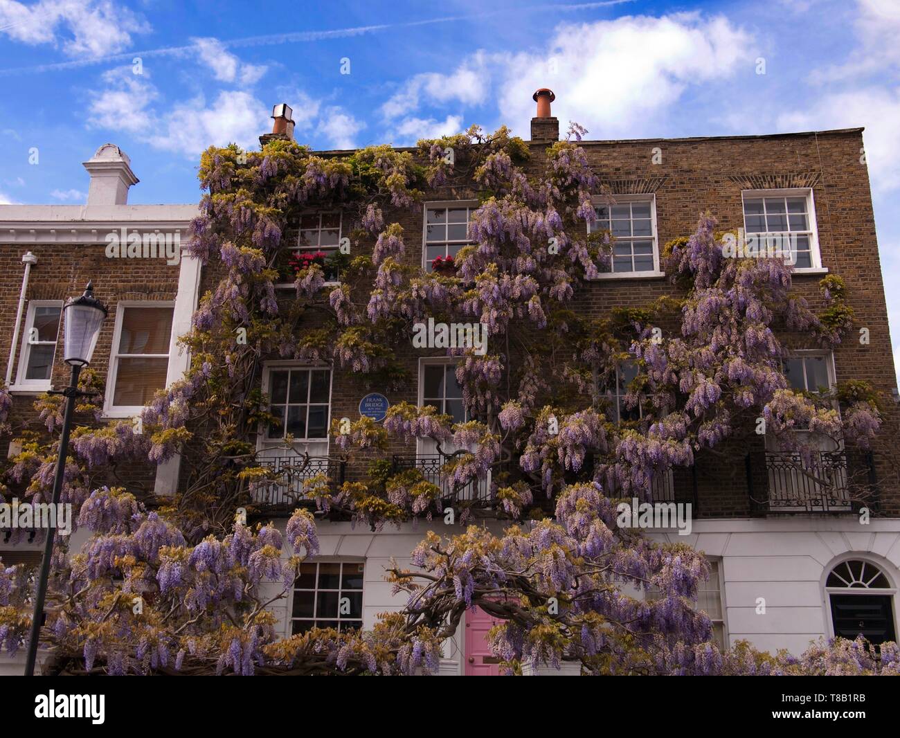 Blooming wisteria covering front of a residential building in Notting ...