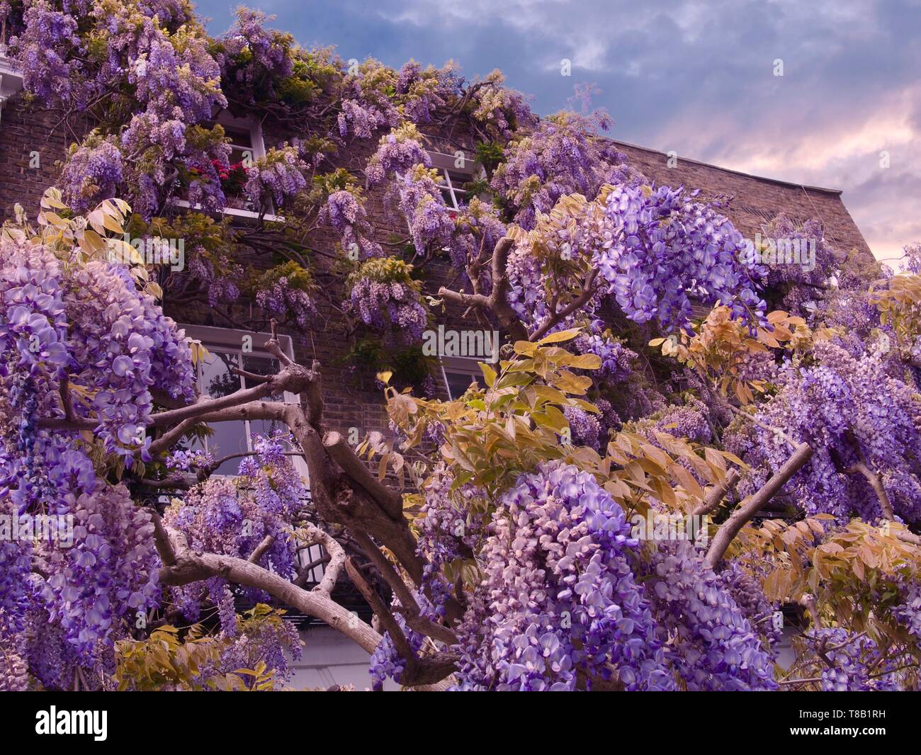 Wisteria uk hi-res stock photography and images - Alamy