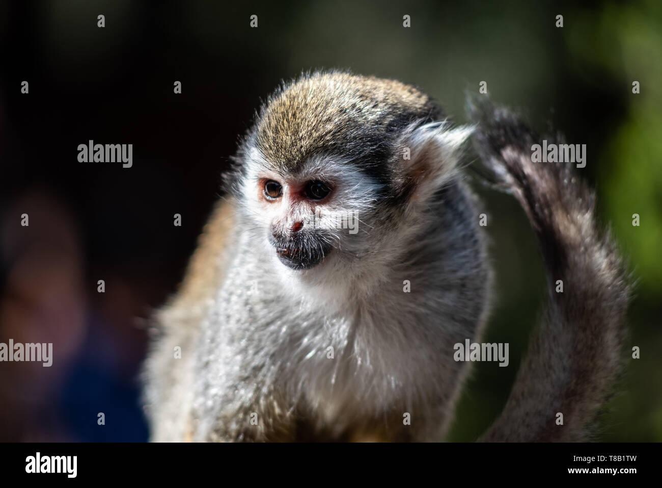Monkey biology hi-res stock photography and images - Alamy