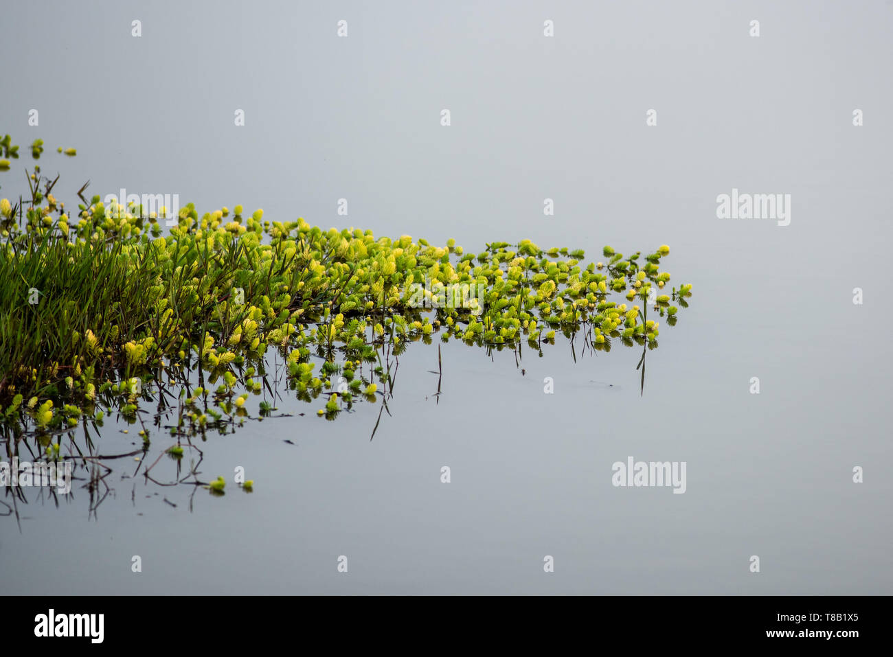 Floating-leaved plants at the surface of a river Stock Photo - Alamy