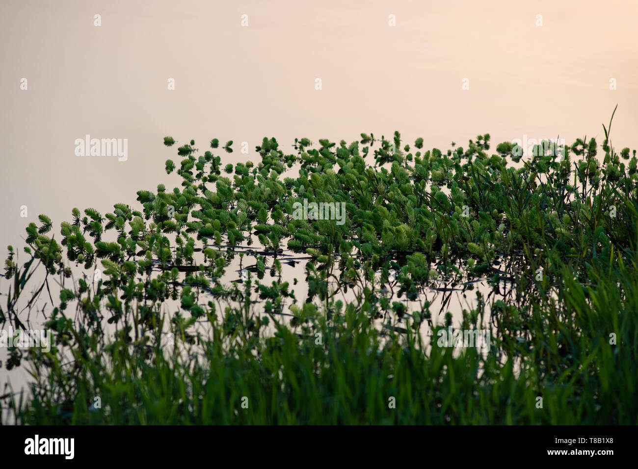 Floating-leaved plants at the surface of a river Stock Photo - Alamy