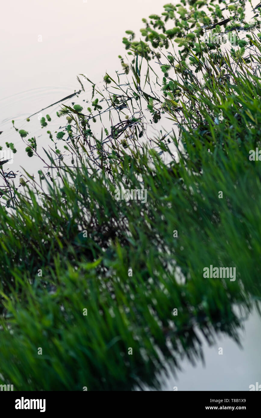 Floating-leaved plants at the surface of a river Stock Photo - Alamy
