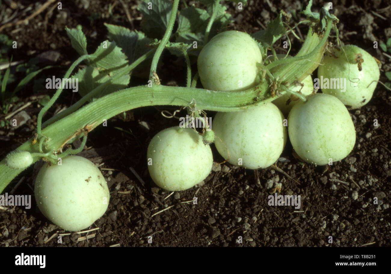 CUCUMUMIS SATIVUS VAR. APPLE CUCUMBERS GROWING. THEY ARE KNOWN FOR ...