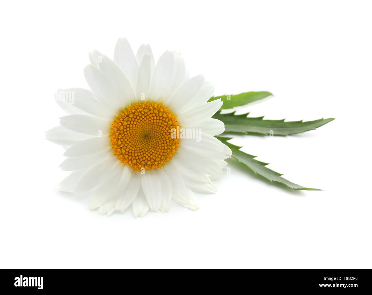 Beautiful chamomile flower on white background Stock Photo - Alamy