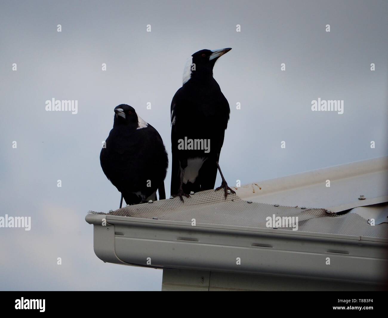 Australian magpie pair hi-res stock photography and images - Alamy