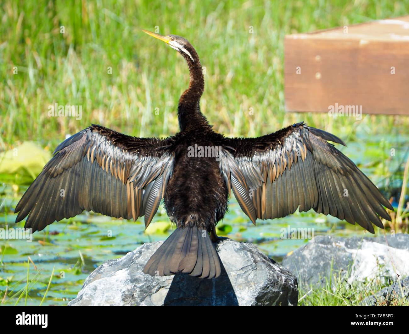 Bird sunbathing with wings spread out hi-res stock photography and ...