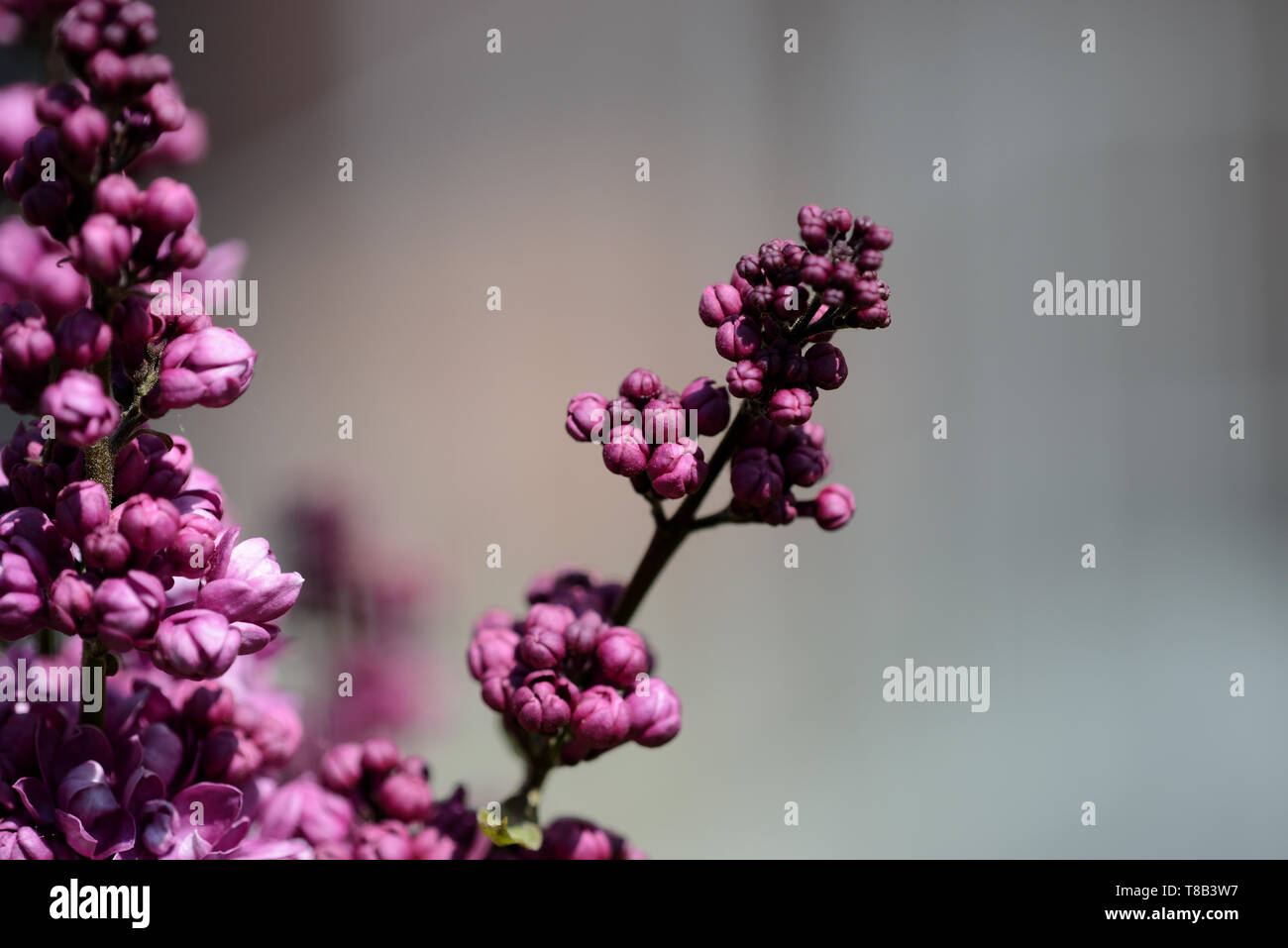 Lilac bush starts to bloom in the garden on a bright spring day Stock ...