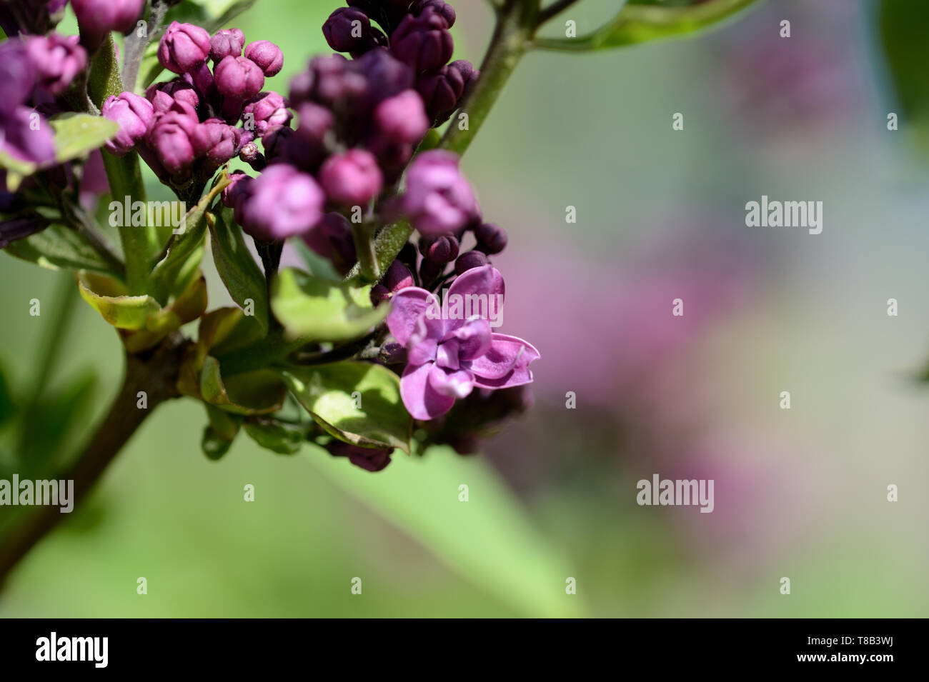 Lilac bush starts to bloom in the garden on a bright spring day Stock ...