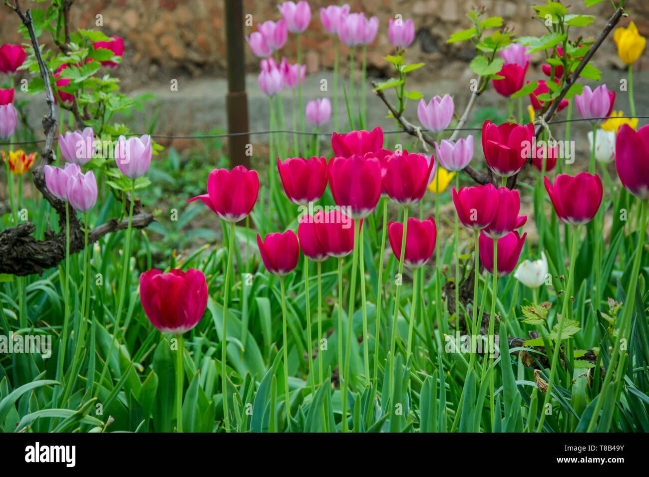 Colorful tulip field with blurred flower as background, mix colored ...