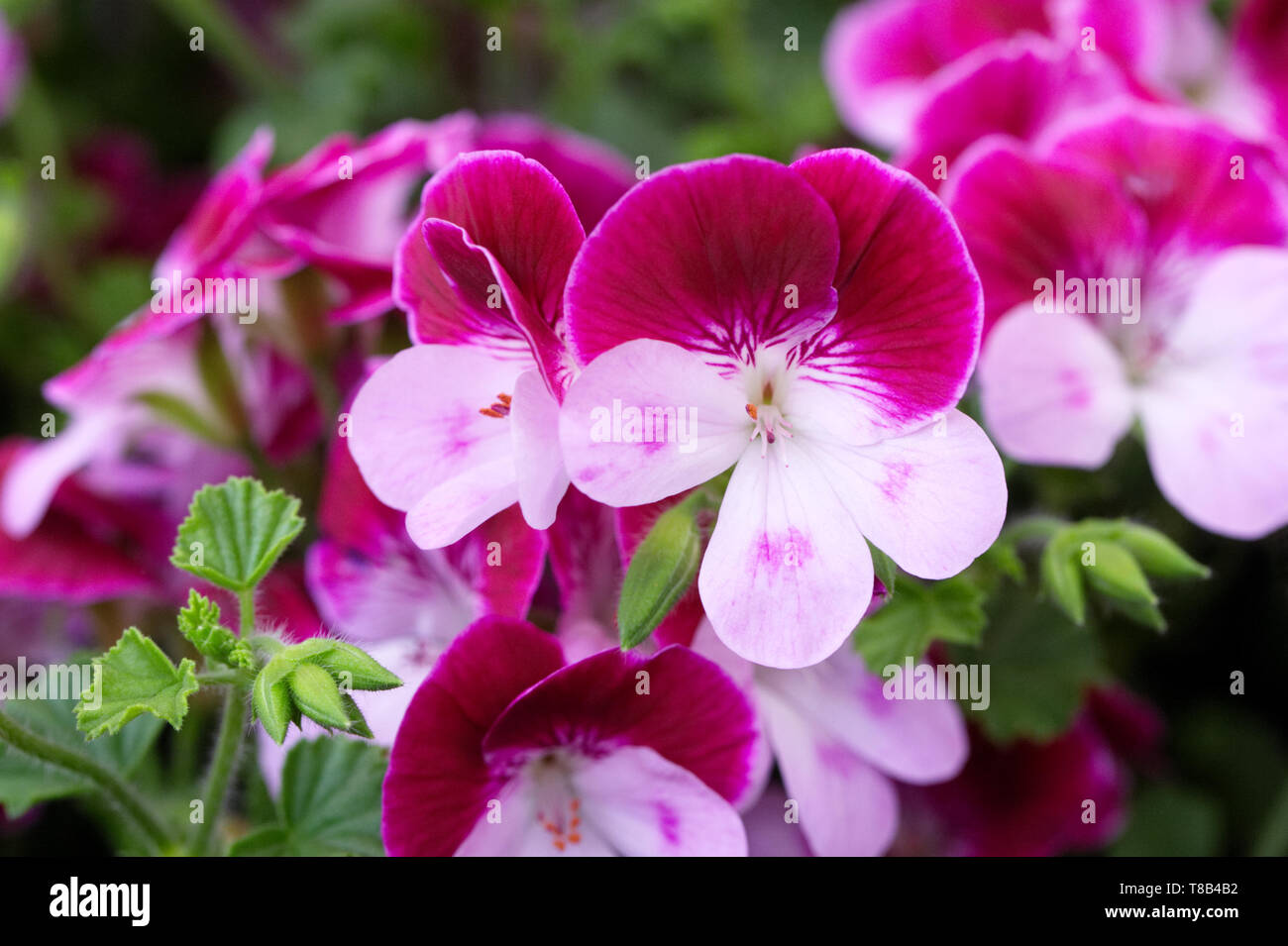 Pelargonium 'Captain Starlight' flowers Stock Photo - Alamy